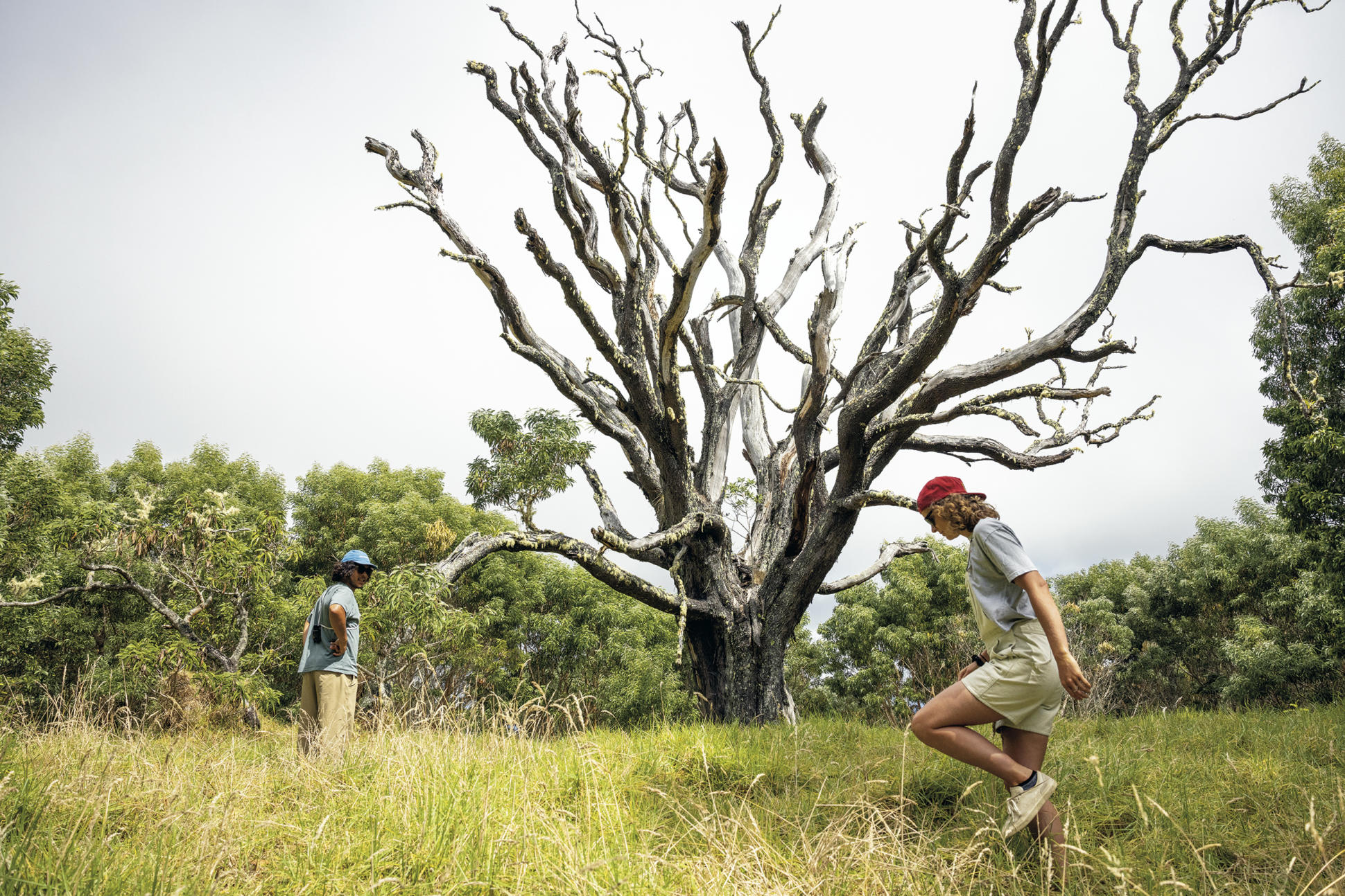 What Does a Forest of Koa Trees in Hawai’i Have to Do with Snowboarding ...